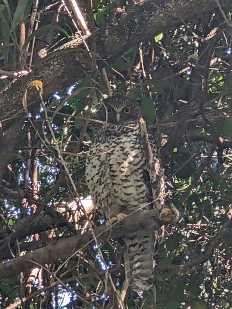 Powerful Owl in August 2023 by mbrcenvironmentcentres · iNaturalist