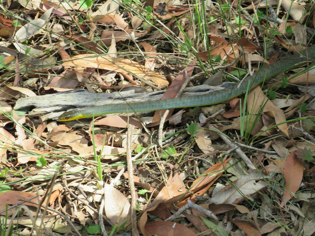 Common Tree Snake from Brisbane QLD, Australia on November 9, 2023 at ...