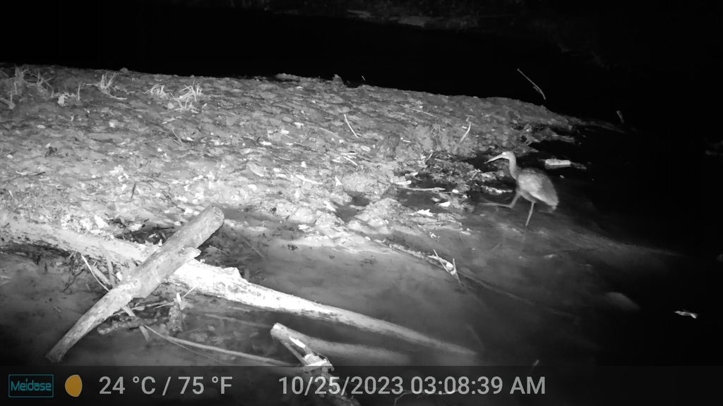 Limpkin from Addicks / Park Ten, Houston, TX, USA on October 25, 2023 ...