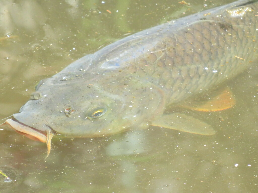 European Carp from Brisbane QLD, Australia on November 9, 2023 at 09:29 ...