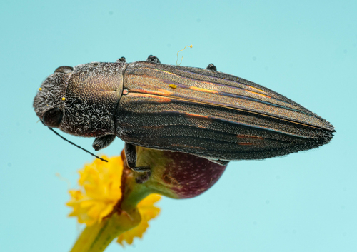 Melobasis interstitialis · iNaturalist