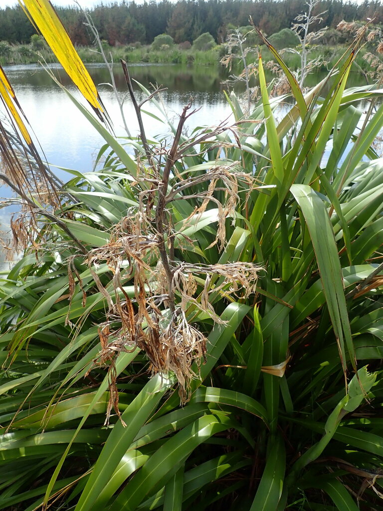 Mountain flax from Foxton Beach, New Zealand on November 8, 2023 at 08: ...