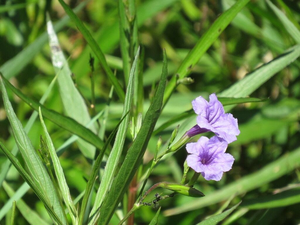 Mexican ruellia from Brisbane QLD, Australia on November 9, 2023 at 09: ...