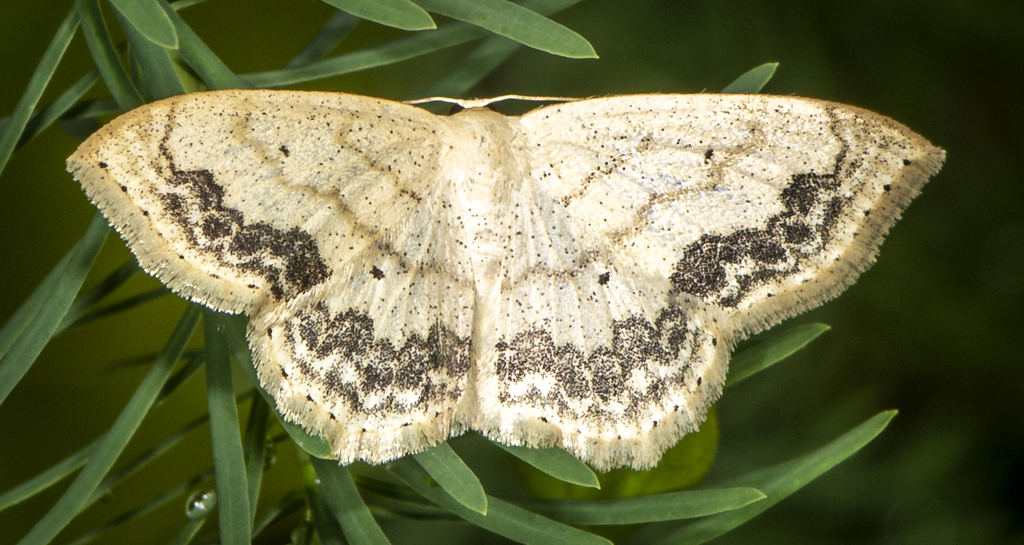 Large Lace-border Moth from Lily Pond, Haverstraw, NY 10980 on July 19 ...