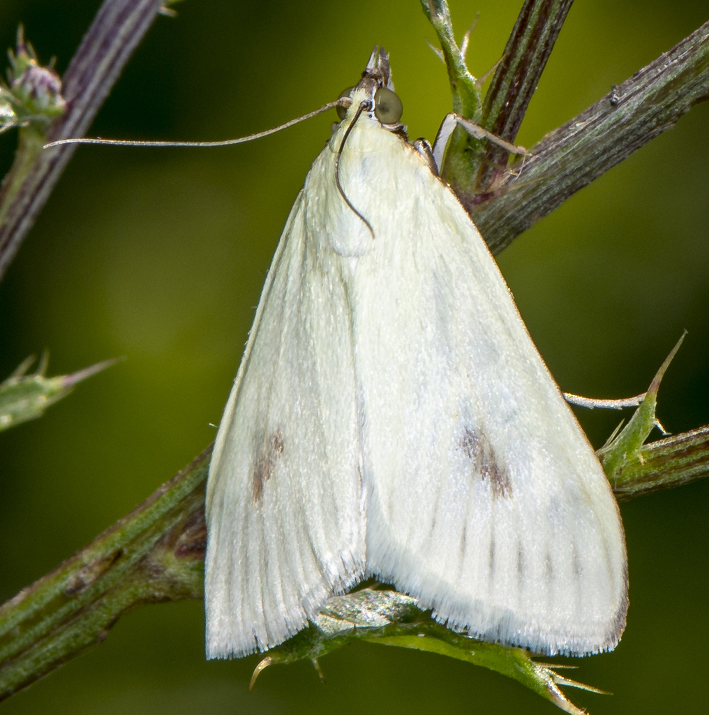 Carrot Seed Moth from Lily Pond, Haverstraw, NY 10980 on July 20, 2018 ...