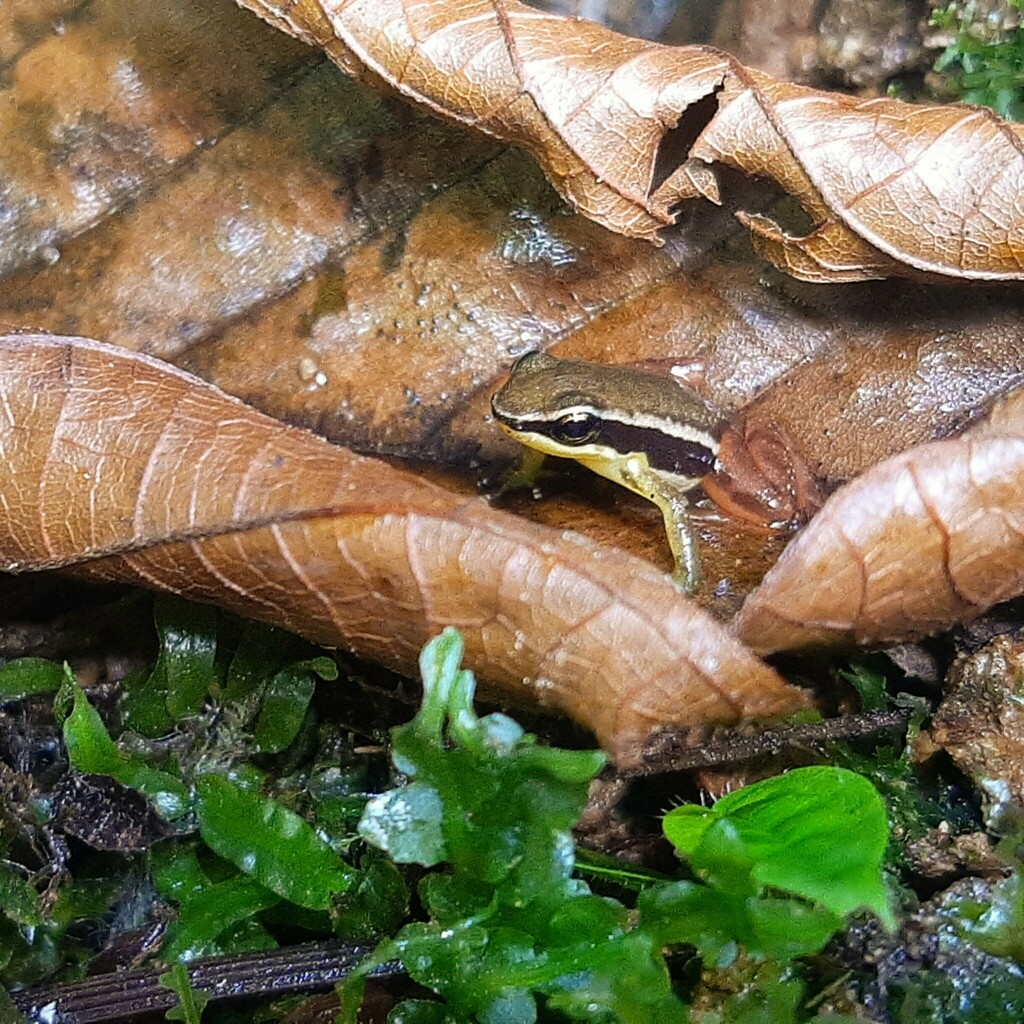 Silverstoneia minutissima in October 2023 by Felipe Barrera Ocampo ...