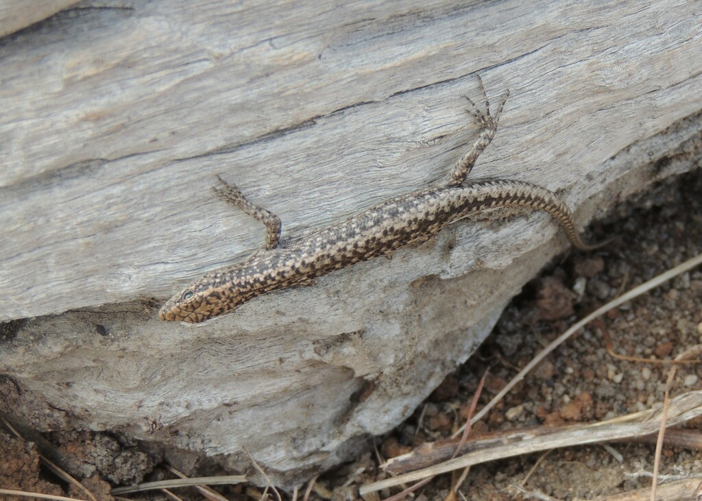 Metallic snake-eyed skink from Stockhaven QLD 4625, Australia on ...