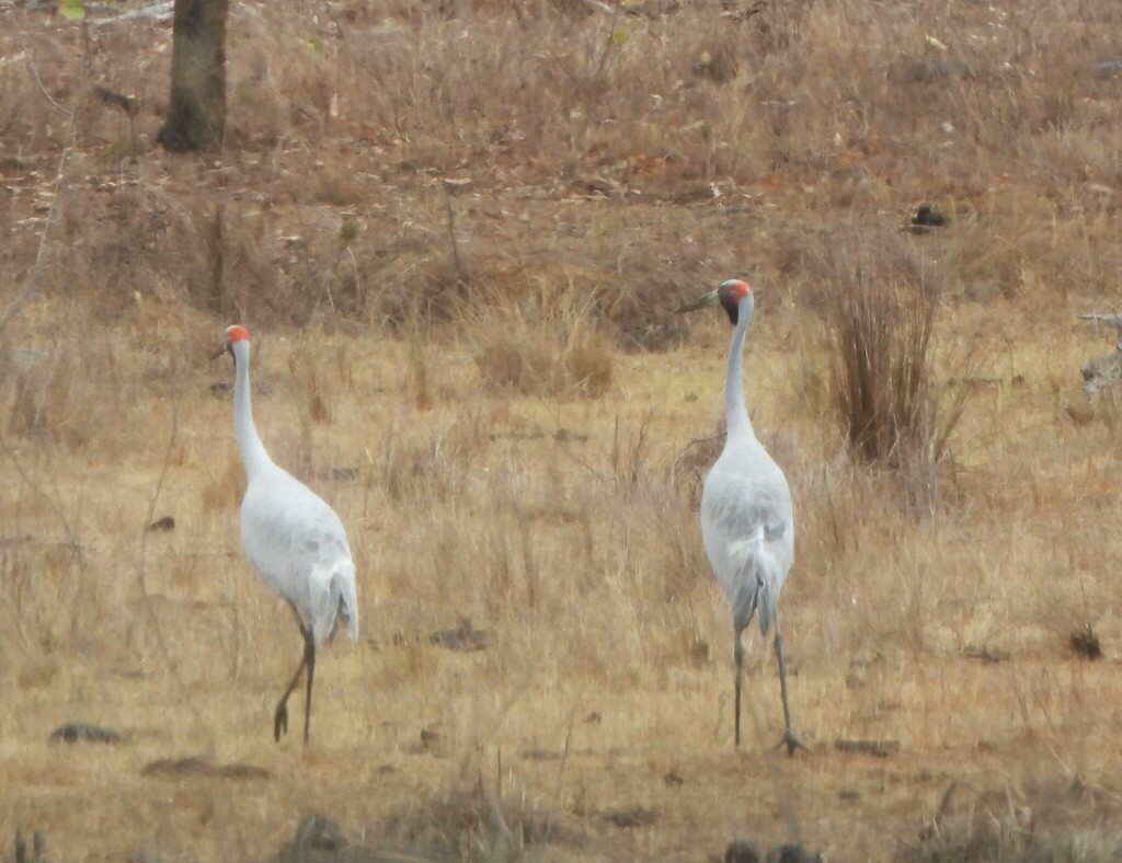 Brolga from Balcomba QLD 4702, Australia on November 8, 2023 at 11:42 ...