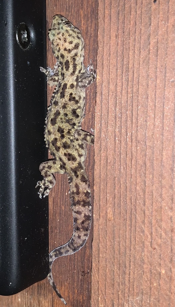 Mediterranean House Gecko from River Valley Rd, Little Rock, AR, US on ...