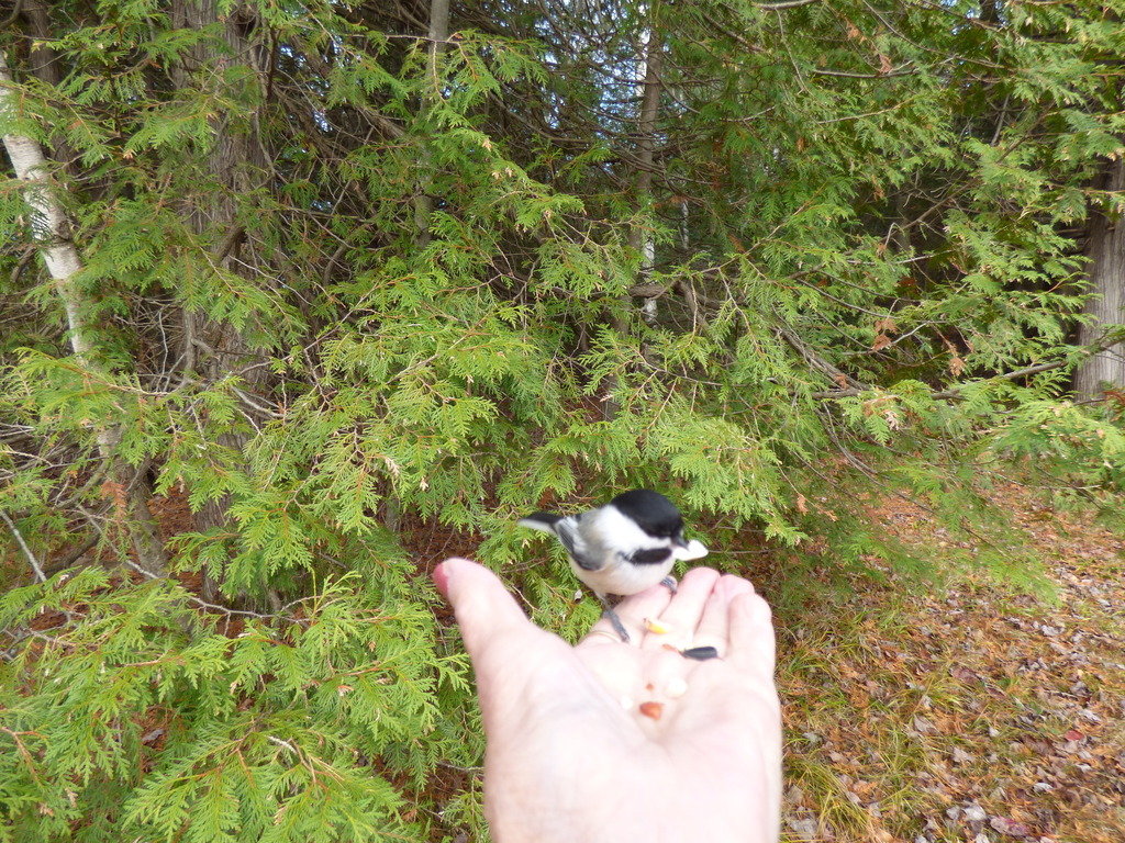 Black-capped Chickadee from Lennox and Addington County, ON, Canada on ...