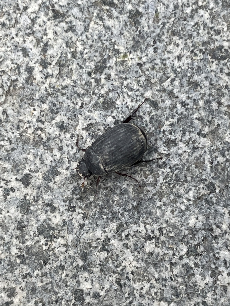 Maladera in November 2023 by Alex Pintsen JIN · iNaturalist