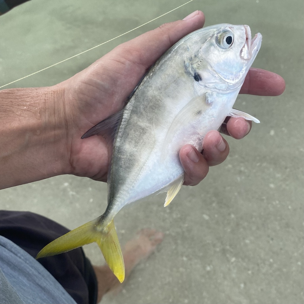 Atlantic Crevalle Jack from North Atlantic Ocean, Naples, FL, US on ...