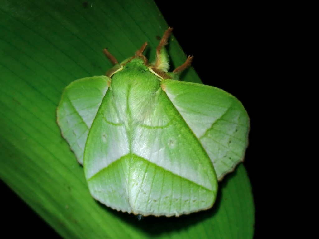 Trabala from Kelantan, Malaysia on November 7, 2023 at 10:09 PM by ...