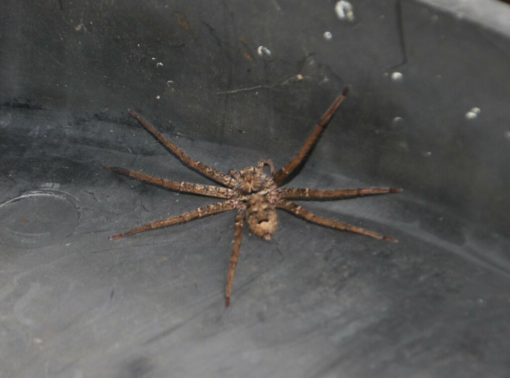 Jungle Huntsman Spider from Brisbane QLD, Australia on November 9, 2023 ...