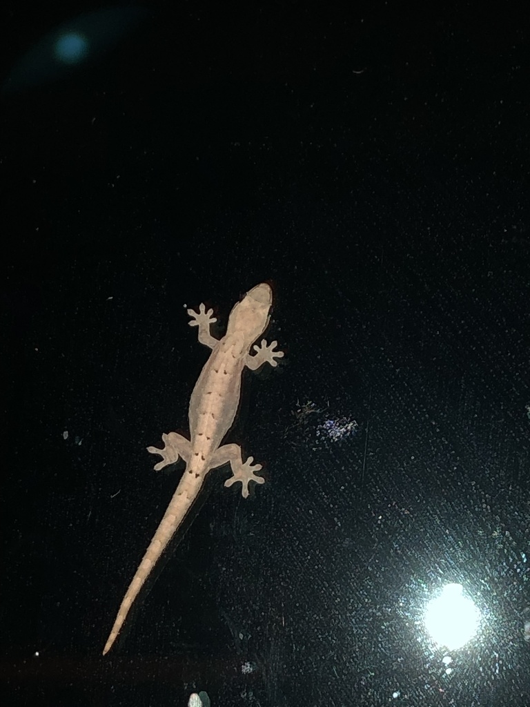 Scaly-toed Geckos from Province de Colón, PA on November 8, 2023 at 09: ...