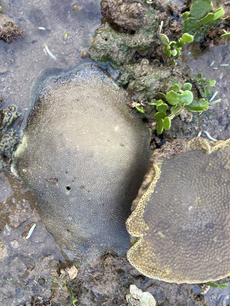 Poritidae from Port Hedland, Western Australia, Australia on October 30 ...