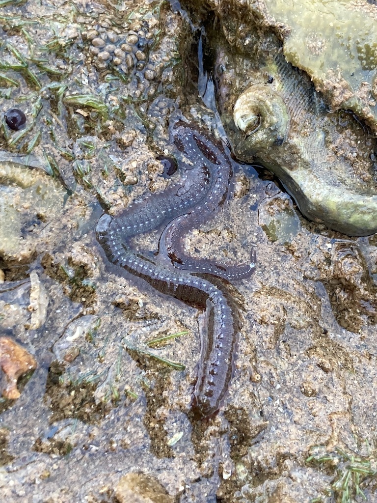 Eunicidae from Port Hedland, Western Australia, Australia on October 30 ...