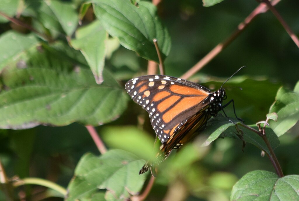 Monarch from Mueller Lake Park, Austin, Texas on November 8, 2023 at 04 ...