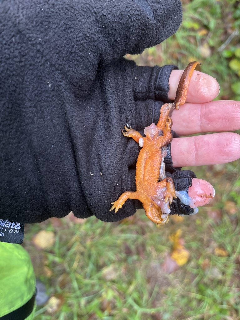 Rough-skinned Newt from Vashon Island, Vashon, WA, US on November 6 ...