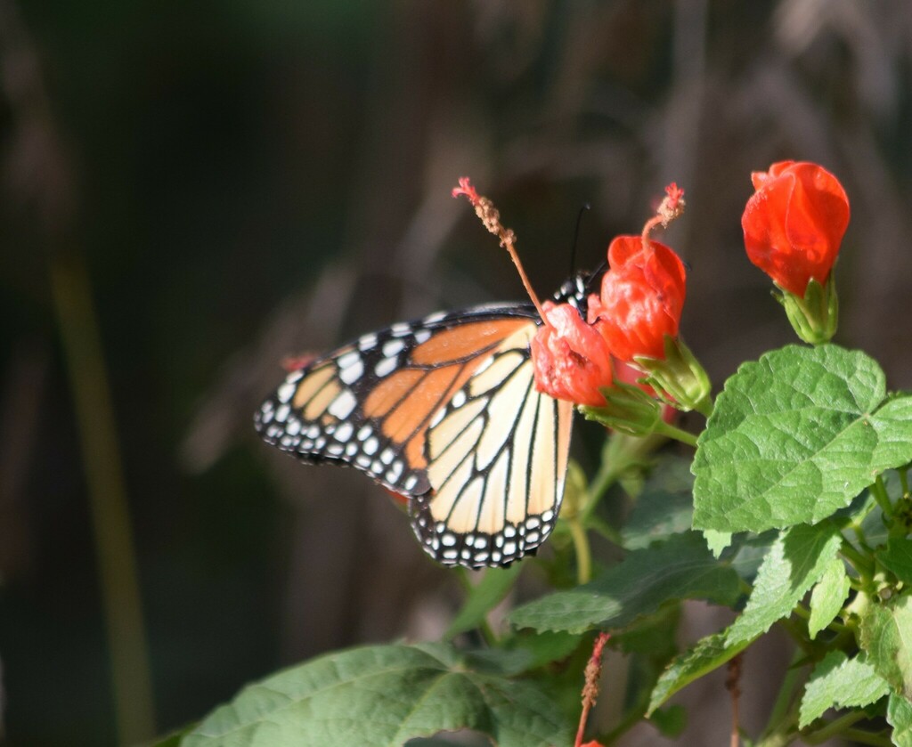 Monarch from Mueller Lake Park, Austin, Texas on November 8, 2023 at 04 ...