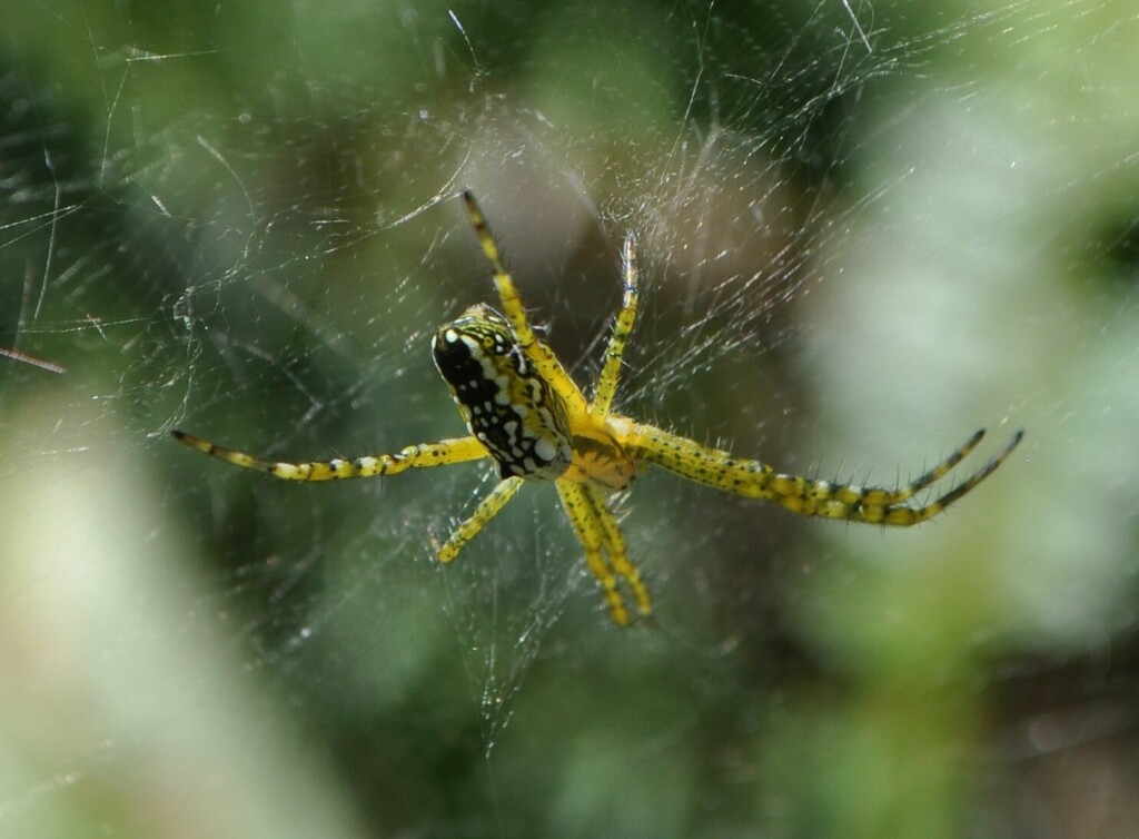 Dome Web Spider from Brisbane QLD, Australia on November 9, 2023 at 01: ...