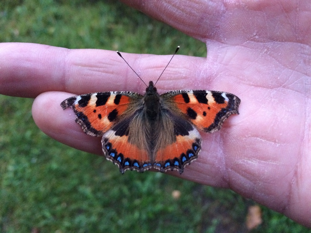 Small Tortoiseshell from Sariai, Švenčionių r. sav., Lietuva on ...