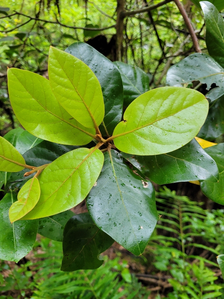 Taraire from Opua Forest (Pt Northland Conservation Park), NZ-NO-FN, NZ ...