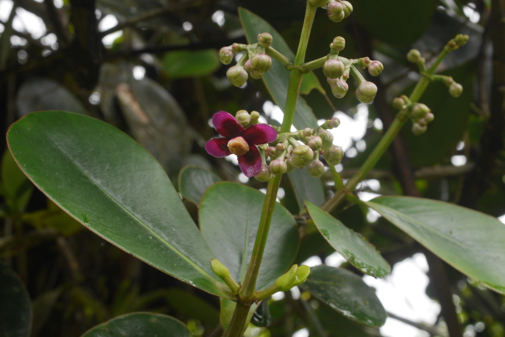 attorney trees from Quininde, Ecuador on November 8, 2023 at 12:24 PM ...