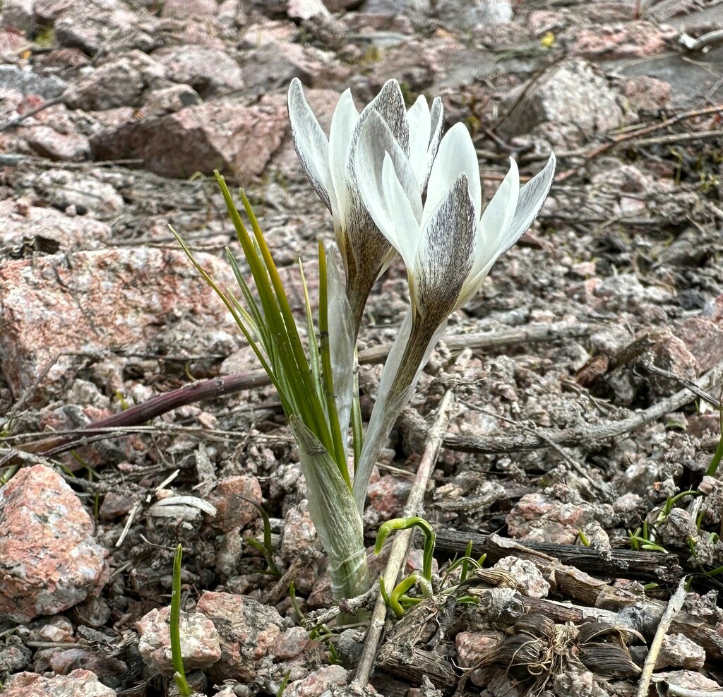 Crocus alatavicus from Bostanlik District, Uzbekistan on May 26, 2023 ...