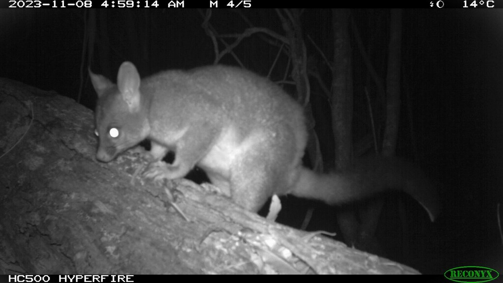 Common Brushtail Possum from Black Range NSW 2550, Australia on ...