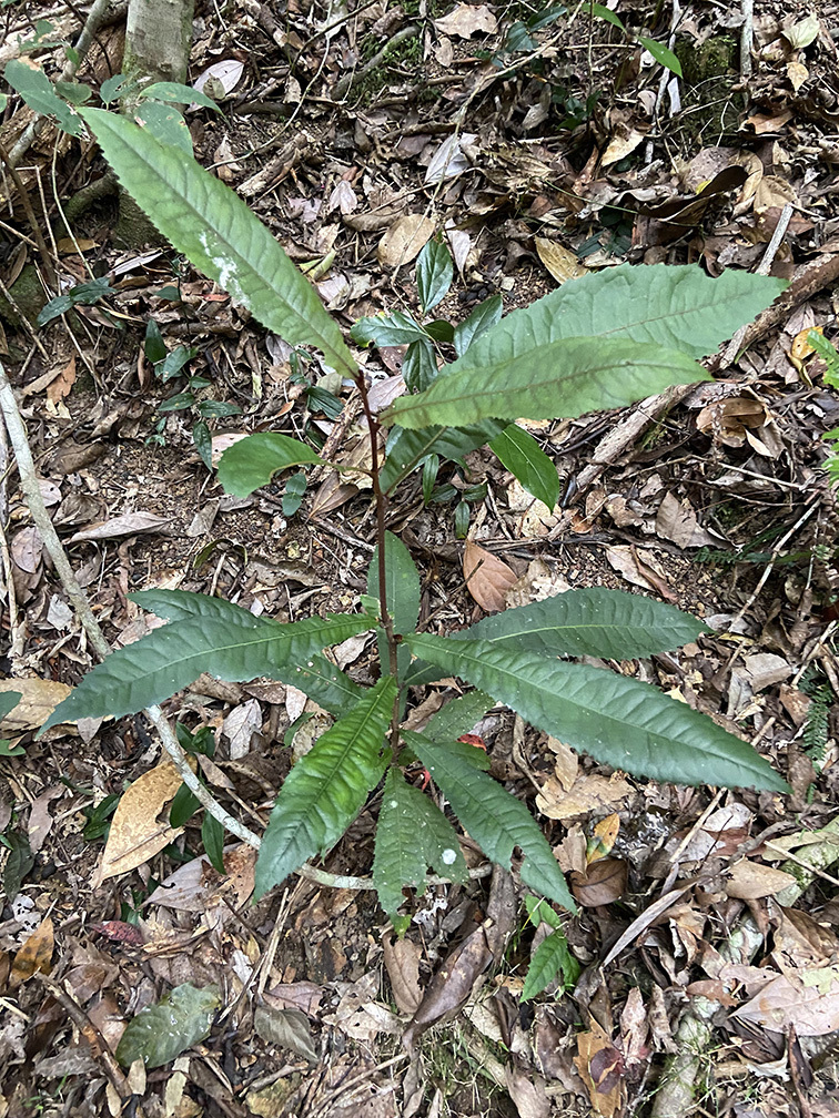 rusty helicia in August 2023 by Jason Searle · iNaturalist