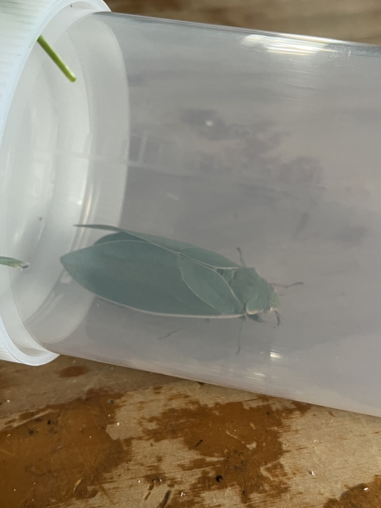 Bladder Cicada from Barney St, Armidale, NSW, AU on November 9, 2023 at ...
