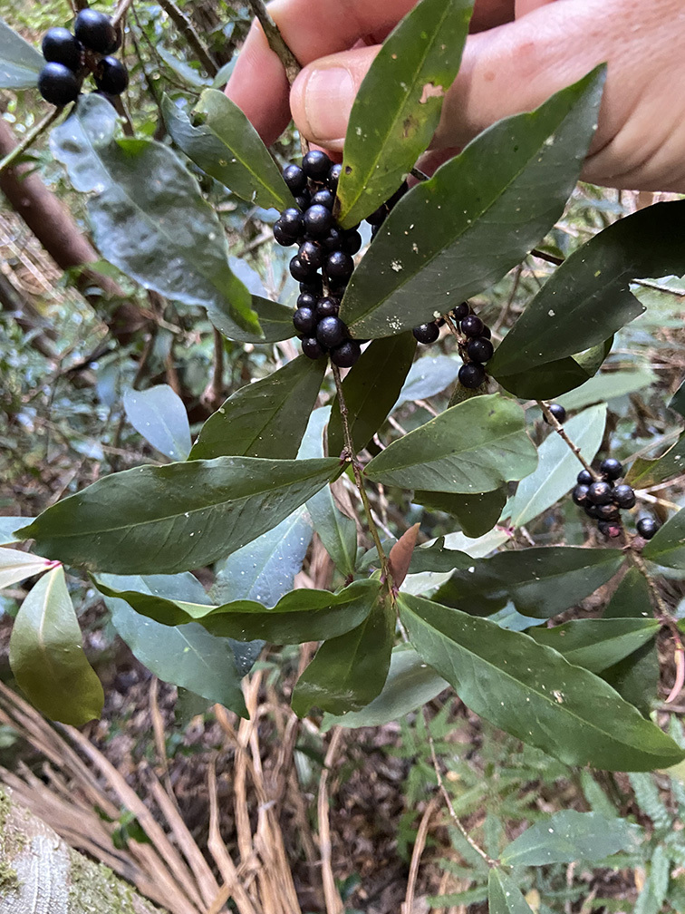 red muttonwood in August 2023 by Jason Searle · iNaturalist