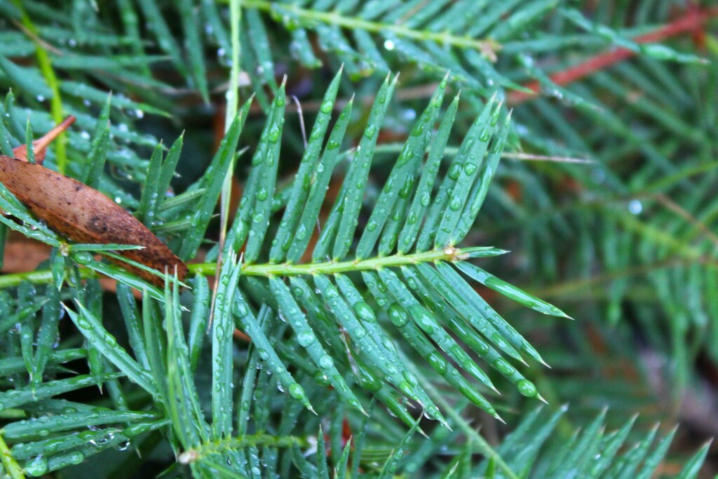 California torreya from Mt Tamalpais, California 94941, USA on November ...