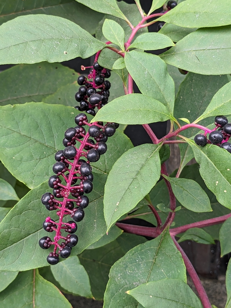 American pokeweed from 605-0862, Japan on October 29, 2023 at 09:18 AM ...