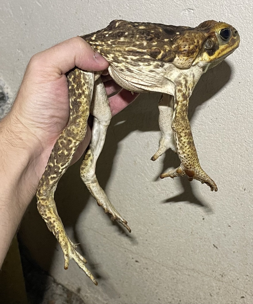 Giant Toad from Provincia de Panamá, PA on November 7, 2023 at 06:18 PM ...