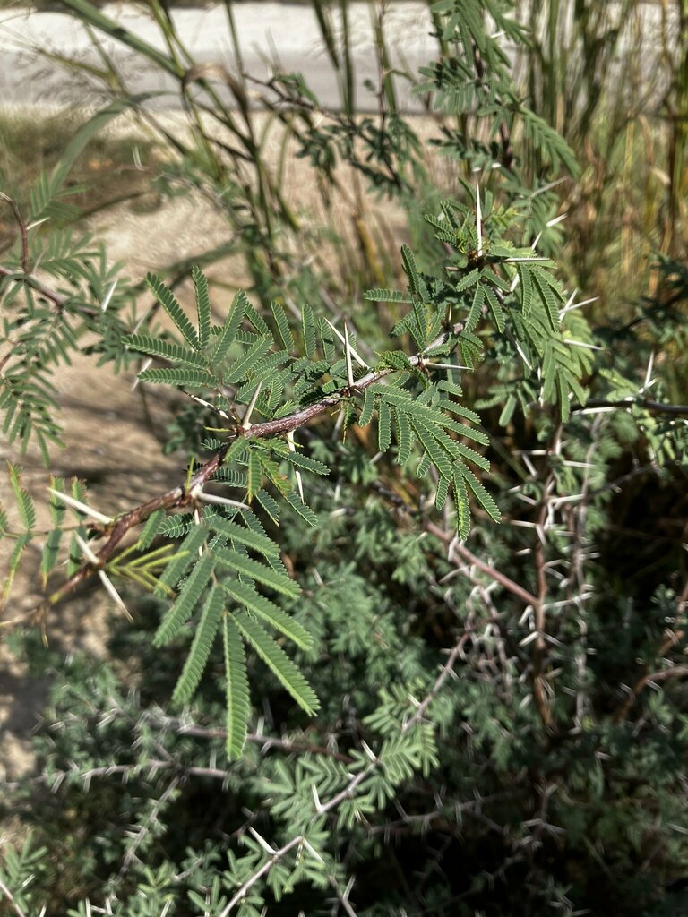Sweet acacia from Wimberley, TX, USA on November 7, 2023 at 02:07 PM by ...