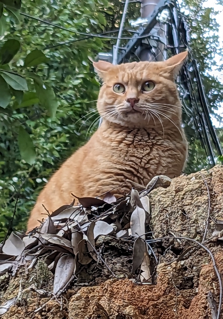 Domestic Cat from 612 Fukakusa Yabunouchichō, Fushimi Ward, Kyoto, 612 ...