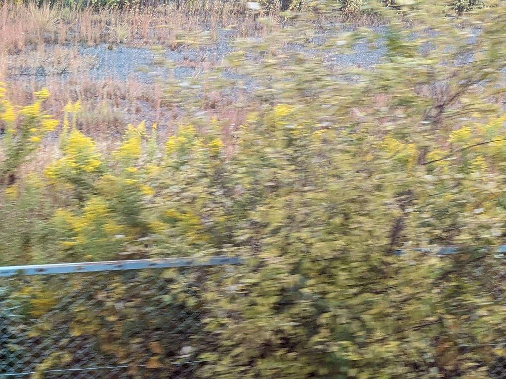 tall goldenrod from Japan, 〒615-8034 Kyoto, Nishikyo Ward ...