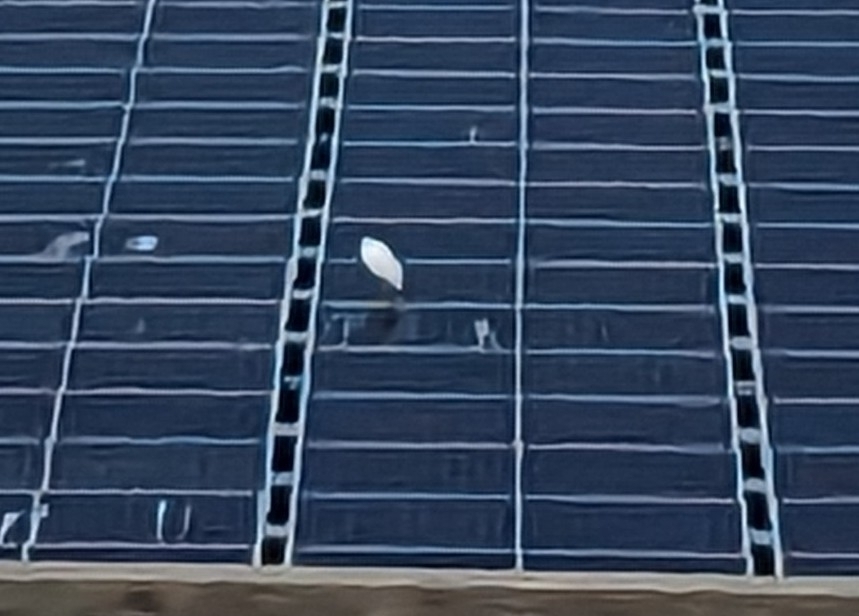 Typical Egrets from 4036 Hineno, Izumisano, Osaka 598-0021, Japan on ...