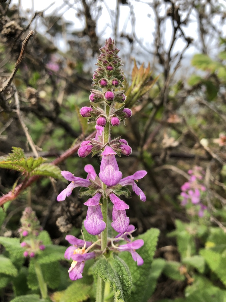 California Hedge Nettle (Don Castro Reg Park - CA native plants ...