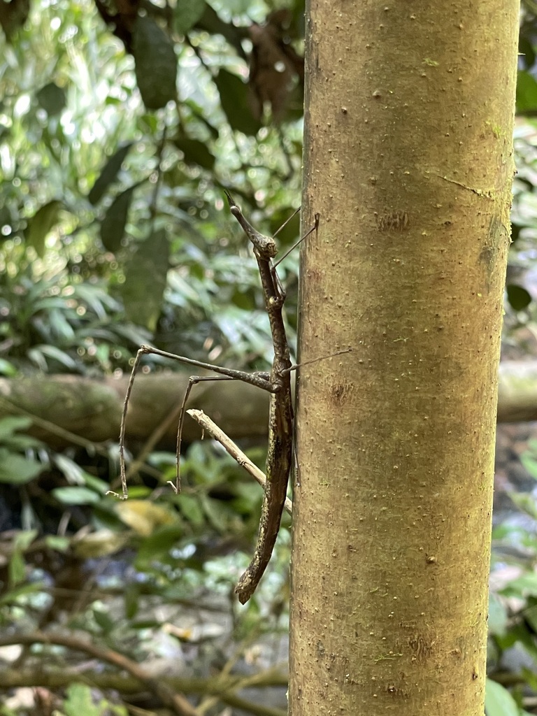 Winged and Once-winged Insects from Ishpingo pacha on November 8, 2023 ...