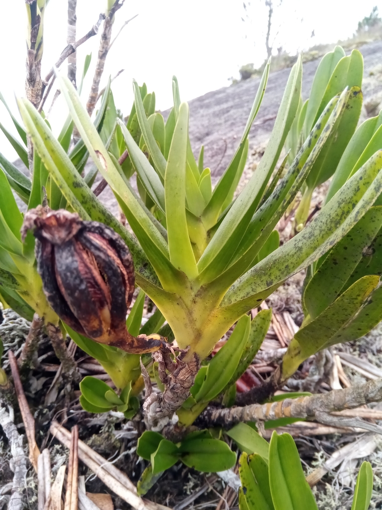 Angraecum sororium in November 2023 by Andry.A.R · iNaturalist