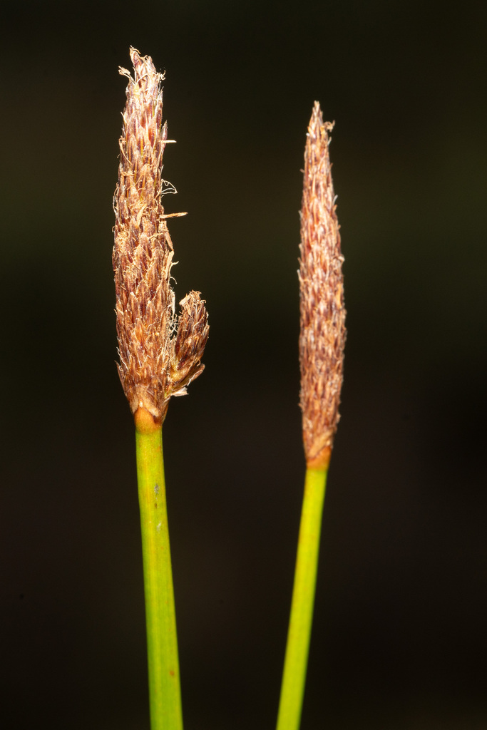 Finger Rush from Overberg District Municipality, South Africa on ...