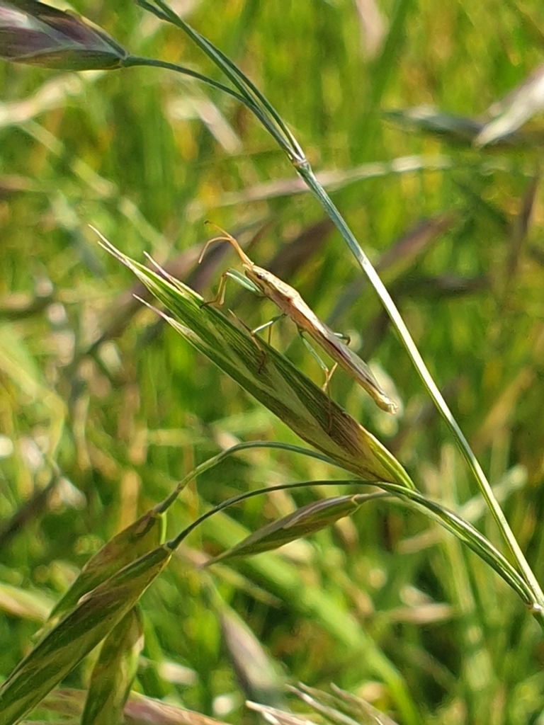 Long Broad-headed Bug from Sunbury VIC 3429, Australia on November 9 ...