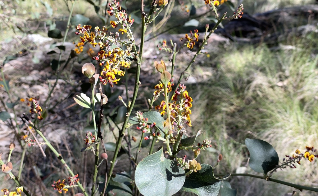 hop bitter-pea from Woomargama, NSW, AU on October 7, 2023 at 10:04 AM ...