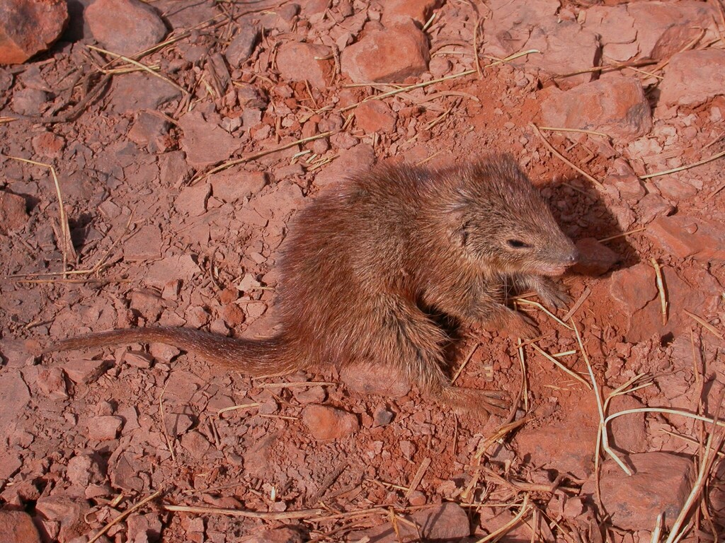 Kaluta from Newman WA 6753, Australia on July 9, 2005 at 12:45 AM by ...