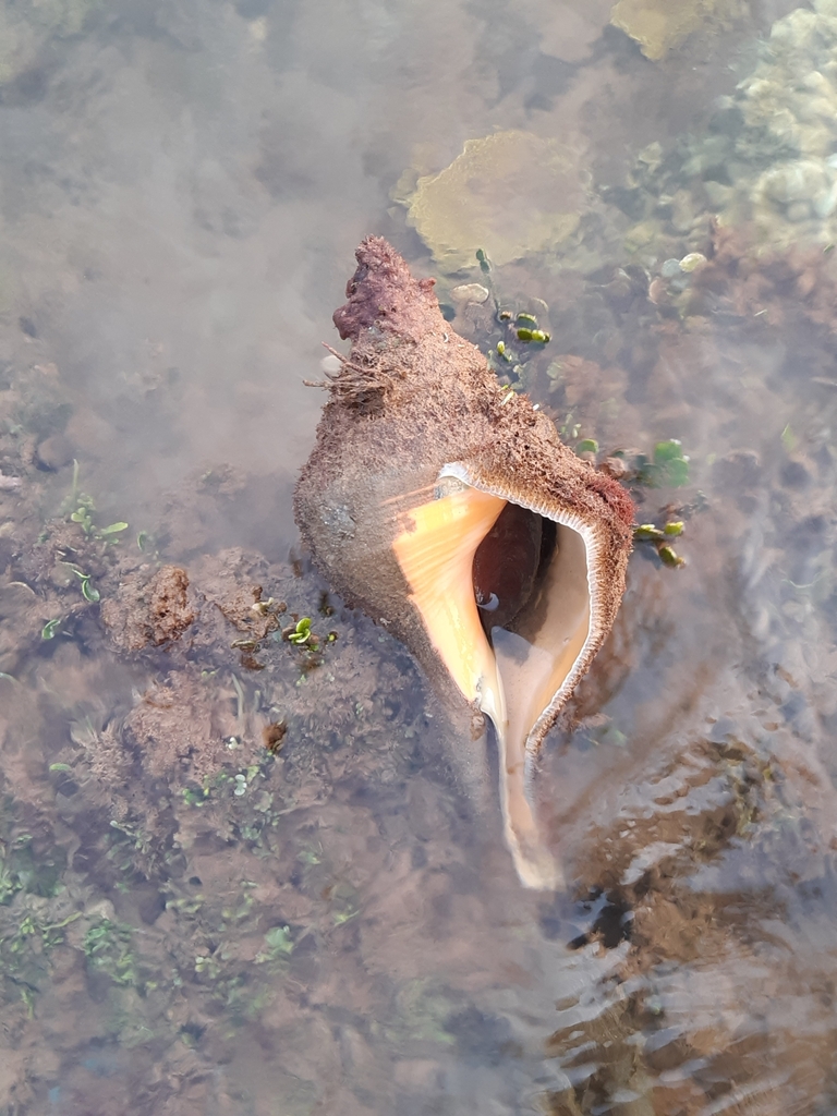 Australian Trumpet from Port Hedland, WA, Australia on October 29, 2023 ...