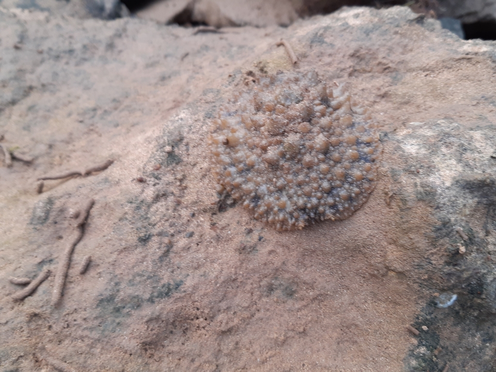 Peronia from Port Hedland WA 6721, Australia on October 29, 2023 at 05: ...