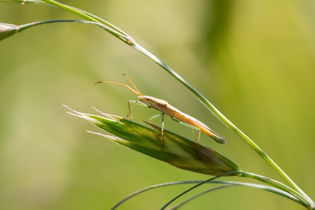 Long Broad-headed Bug from Menzies Dr, Sunbury VIC 3429, Australia on ...